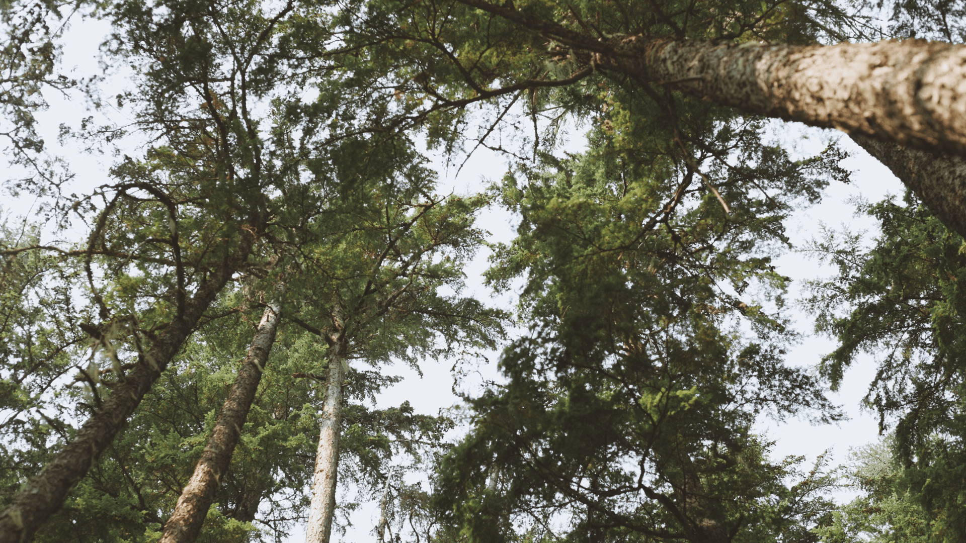 Our Pricing + Stance on Scarcity Marketing Tactics – Wildelore